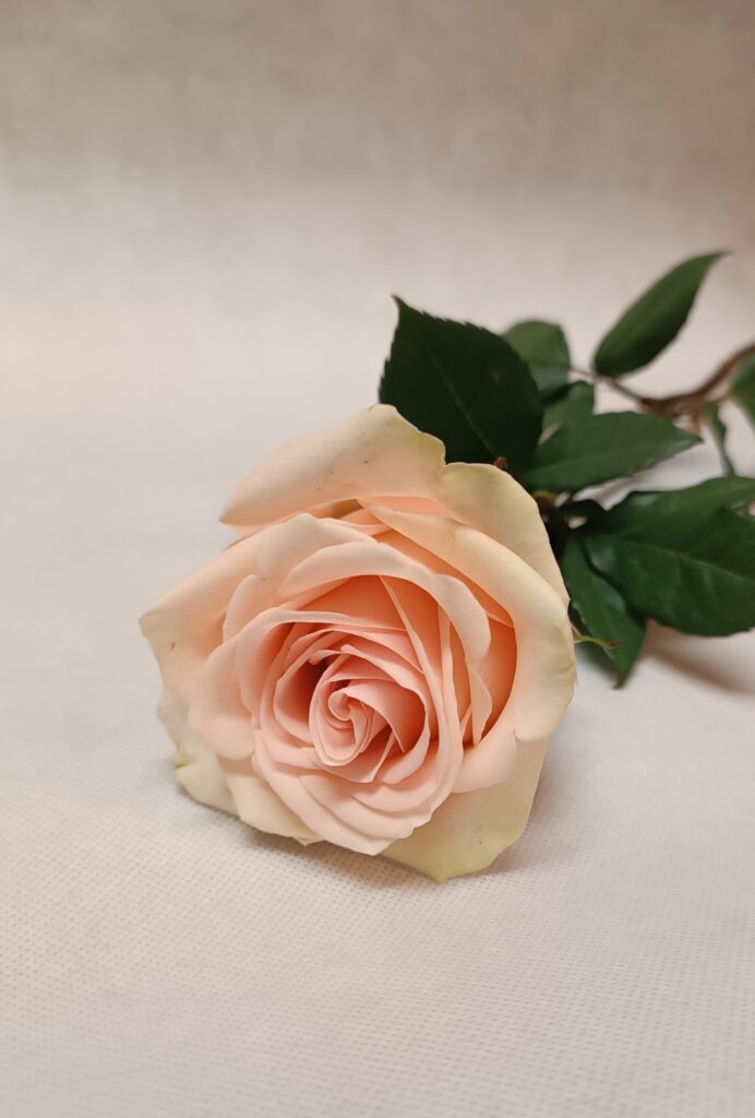 . PINK ROSES (Η ΠΑΡΑΓΓΕΛΙΕΣ ΙΣΧΥΟΥΝ ΑΝΩ ΤΩΝ 5 ΤΕΜΑΧΙΩΝ ROSES) - LAURA ...